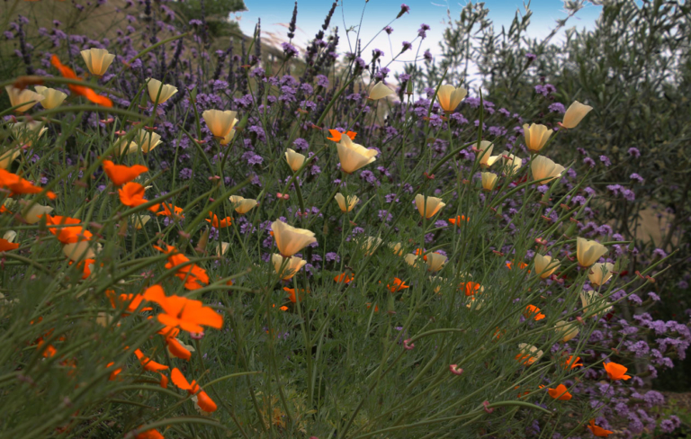 Garden Whispers - Vision Scapes and Associates